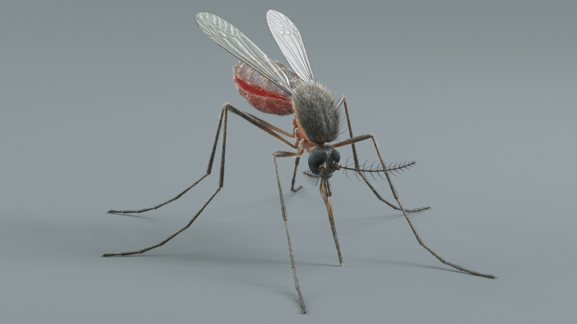Mosquito Rigged Xgen 3D Model - TurboSquid 2287562