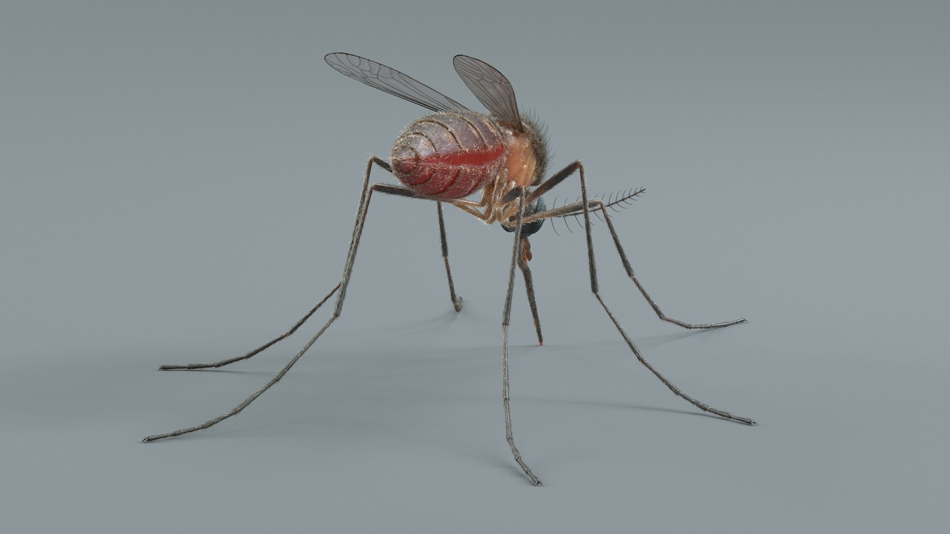 Mosquito Rigged Xgen 3D Model - TurboSquid 2287562