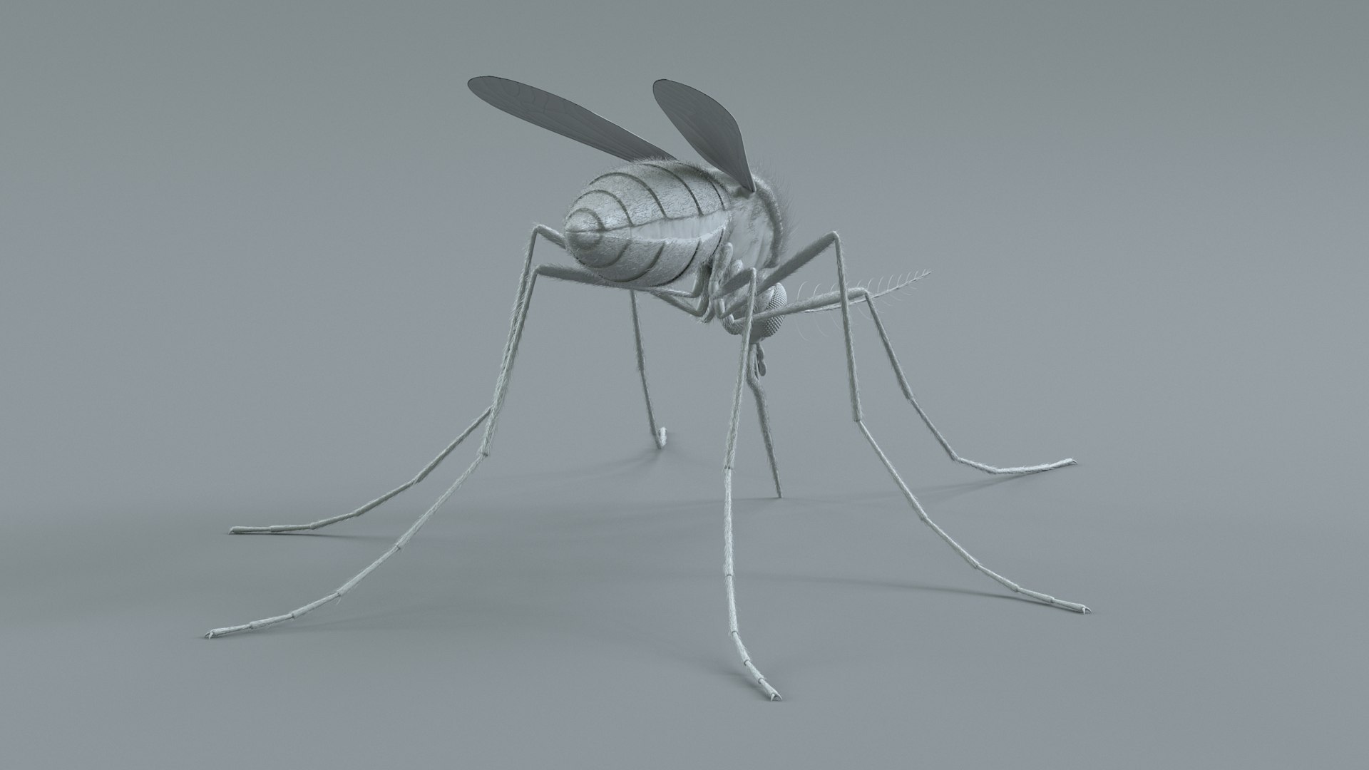 Mosquito Rigged Xgen 3D Model - TurboSquid 2287562