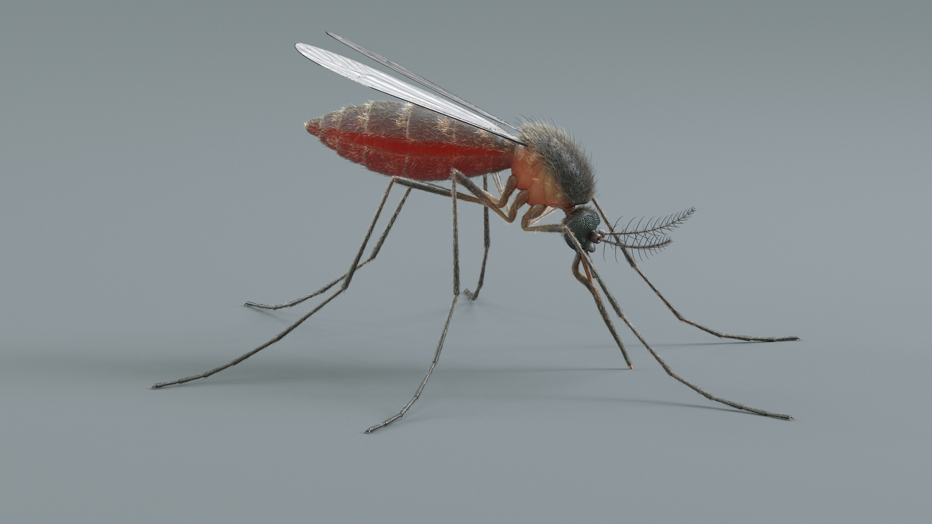 Mosquito Rigged Xgen 3D Model - TurboSquid 2287562