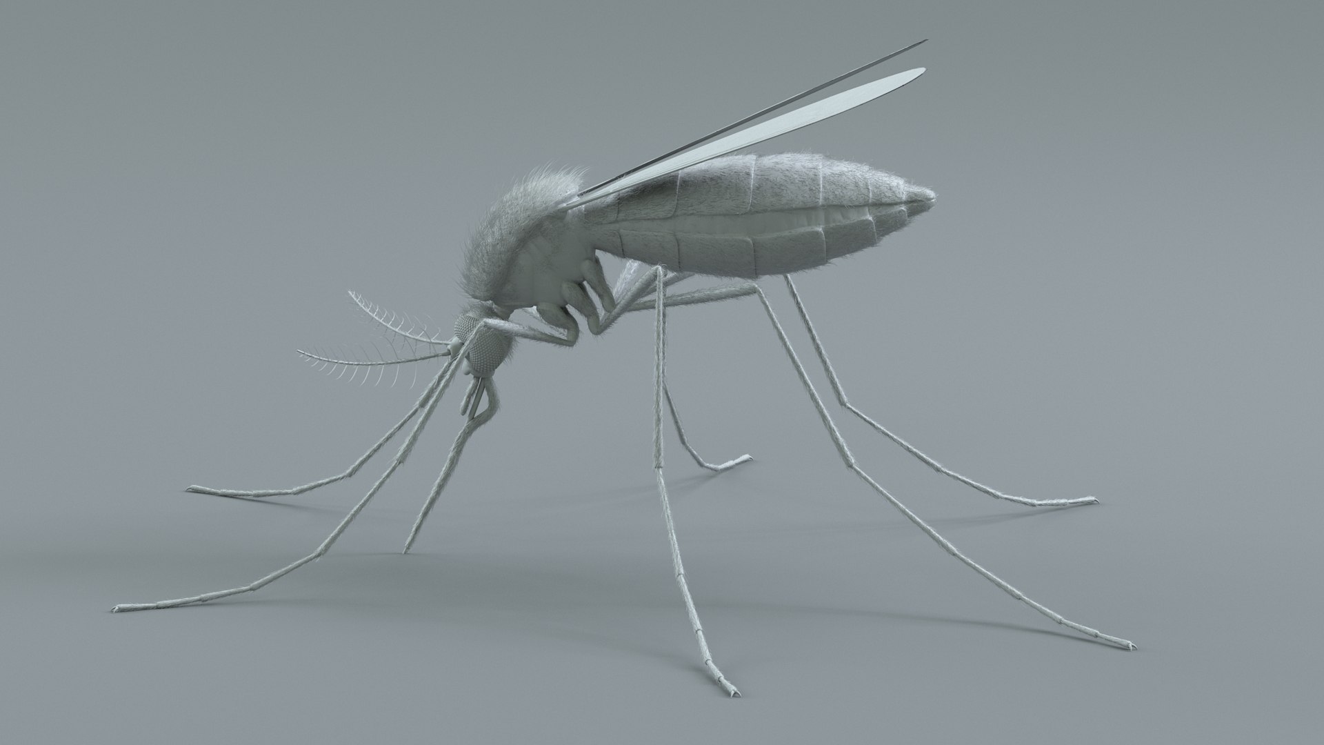 Mosquito Rigged Xgen 3D Model - TurboSquid 2287562