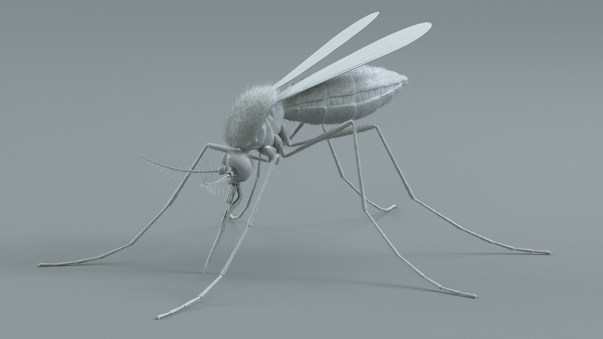 Mosquito Rigged Xgen 3D Model - TurboSquid 2287562