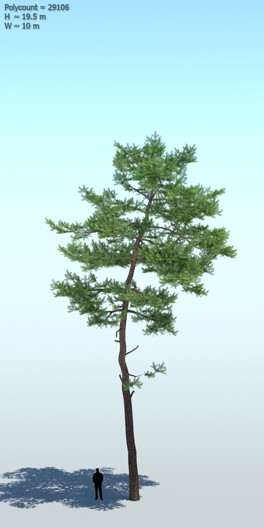 3d Pine Tree 5