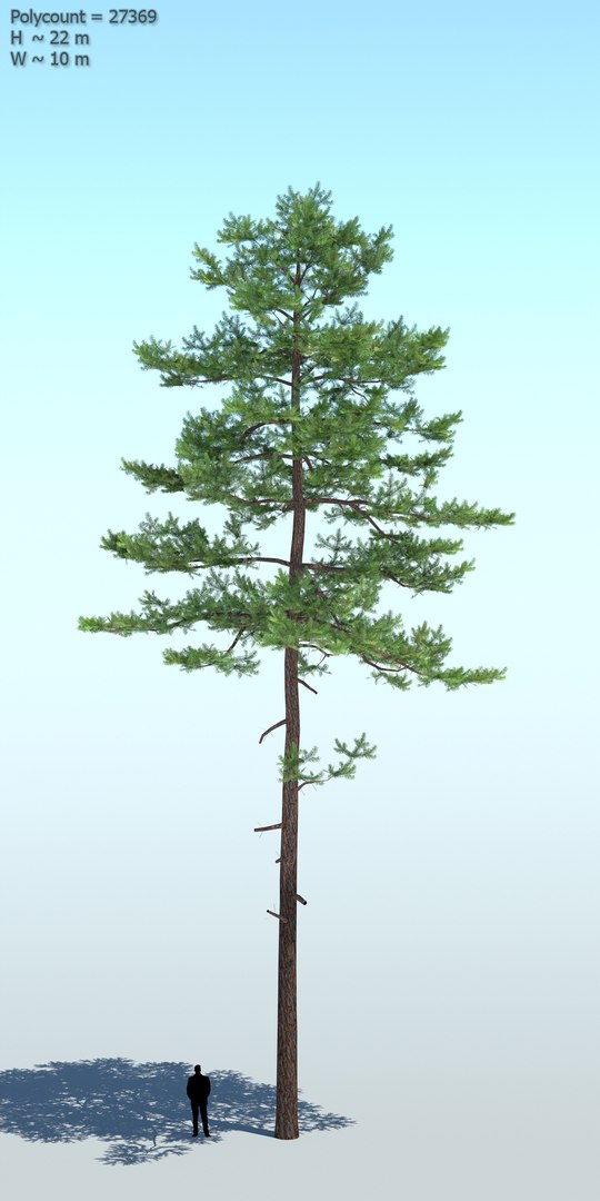3d Pine Tree 5