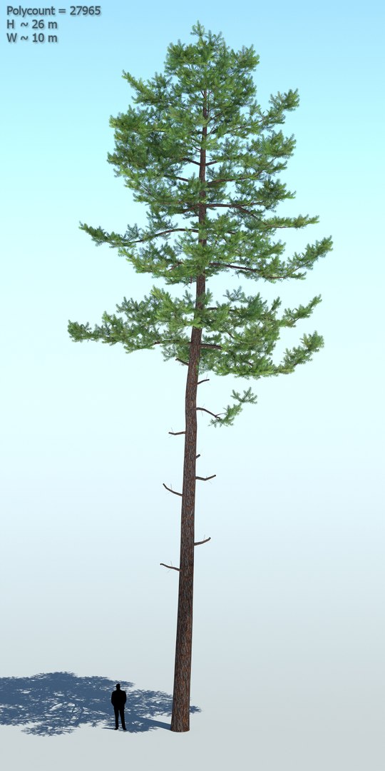 3d Pine Tree 5