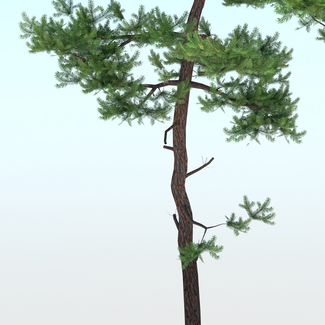 3d Pine Tree 5
