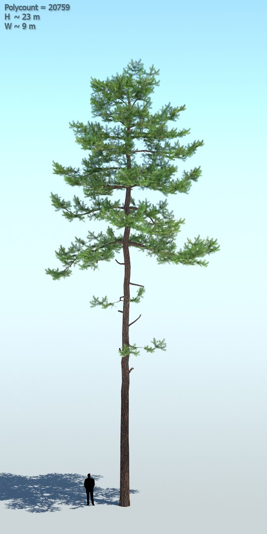 3d Pine Tree 5