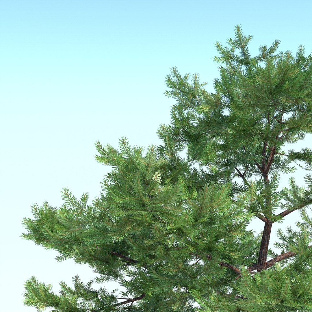 3d Pine Tree 5