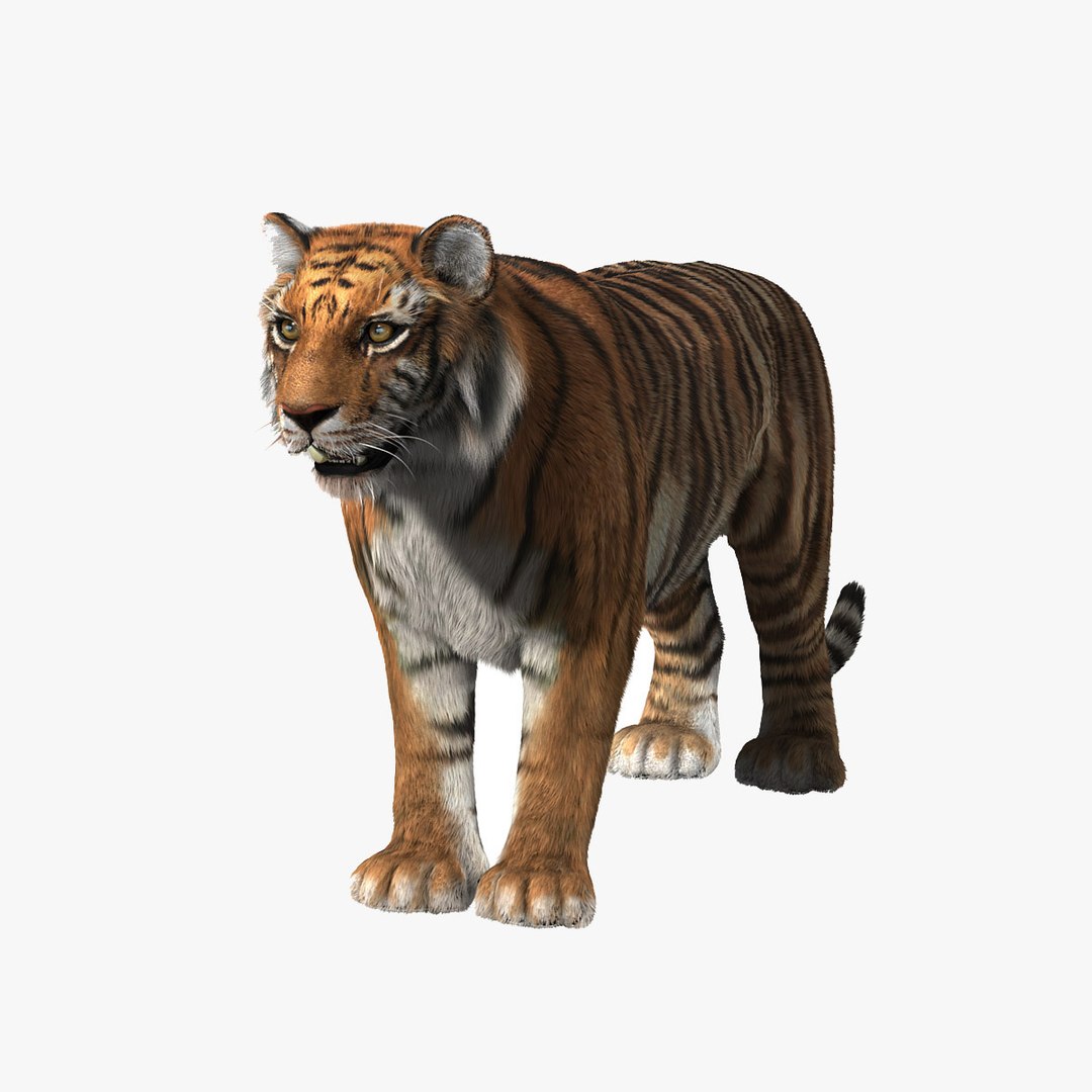 3d Tiger Shave Haircut