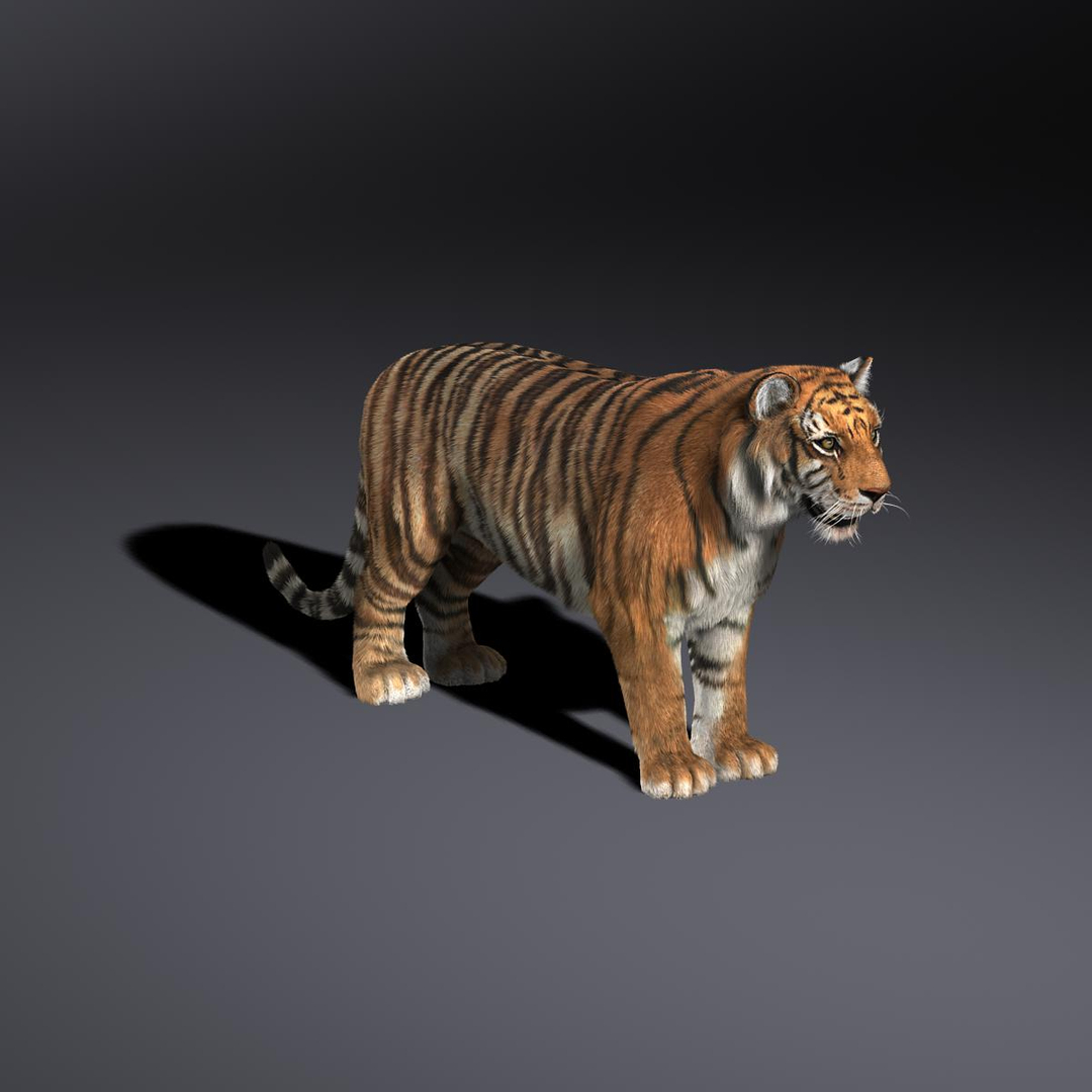 3d Tiger Shave Haircut