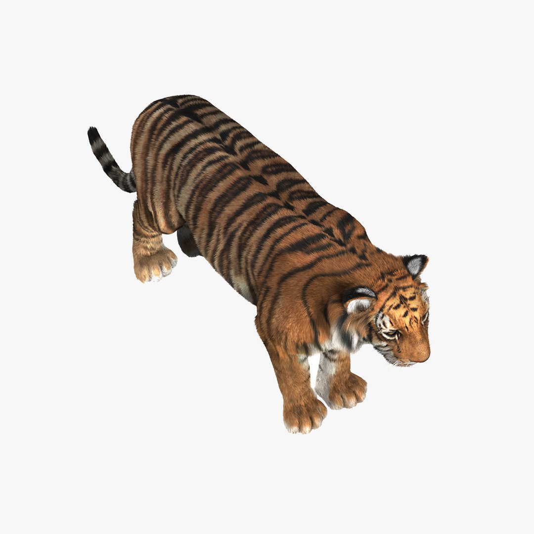 3d Tiger Shave Haircut