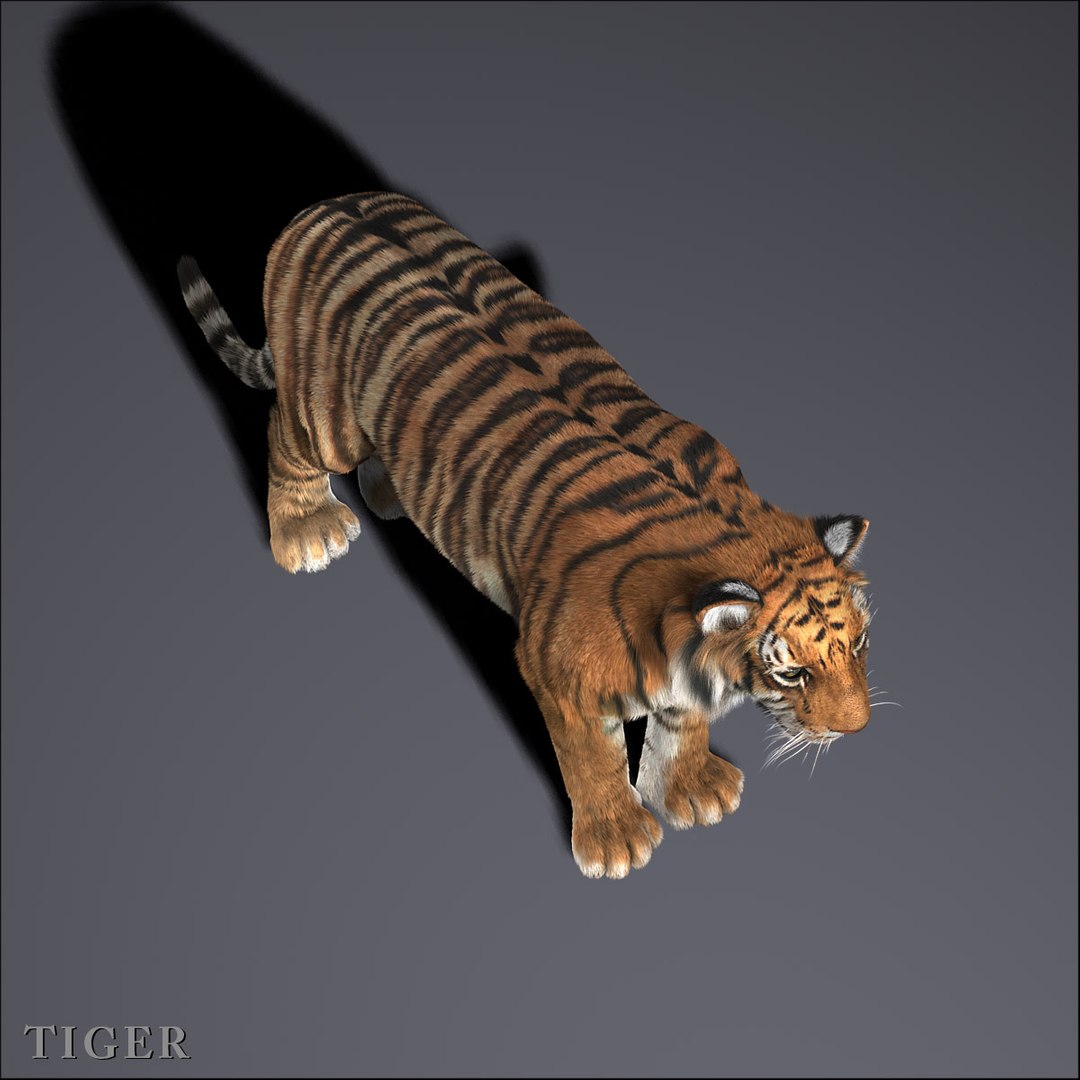 3d Tiger Shave Haircut