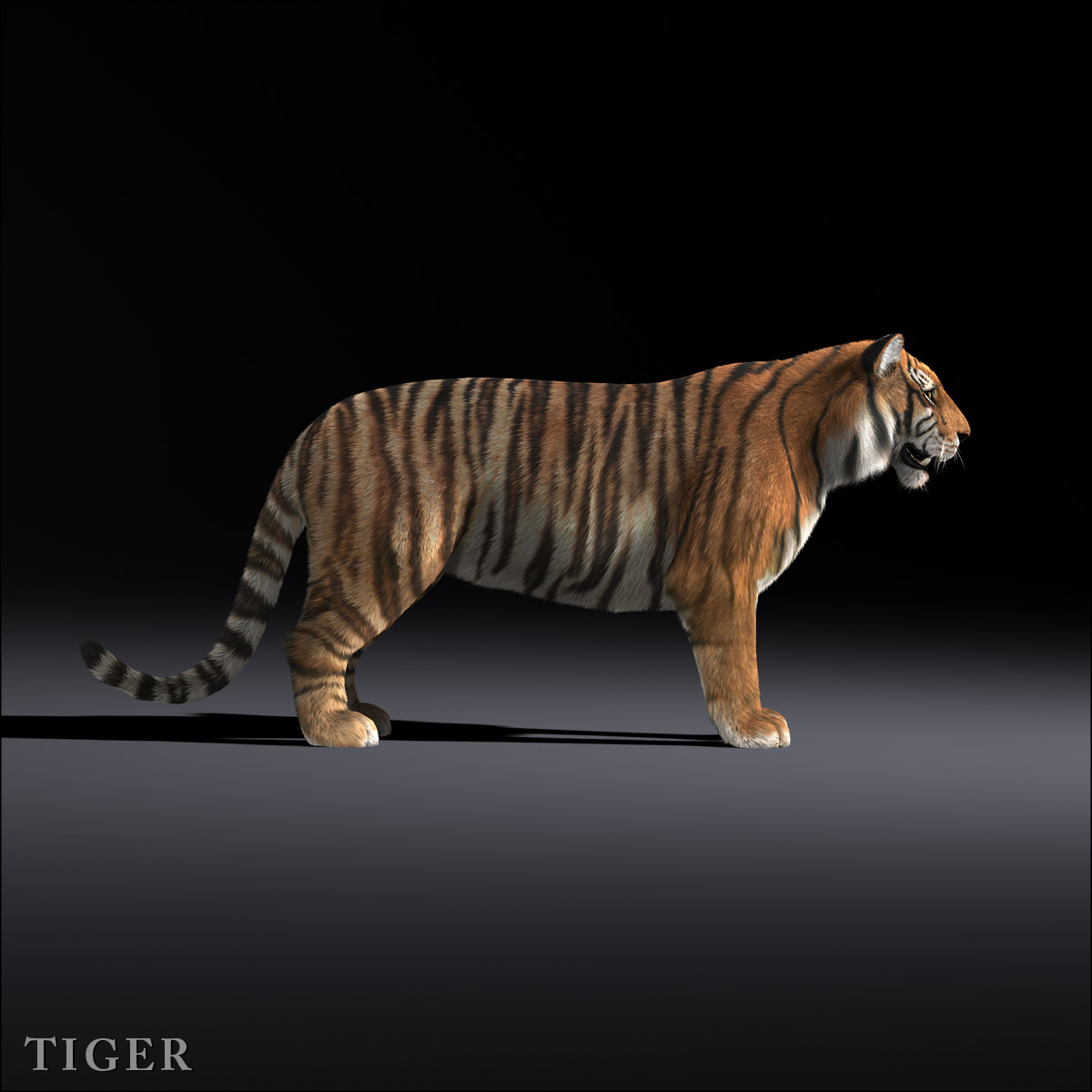 3d tiger shave haircut