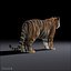 3d Tiger Shave Haircut