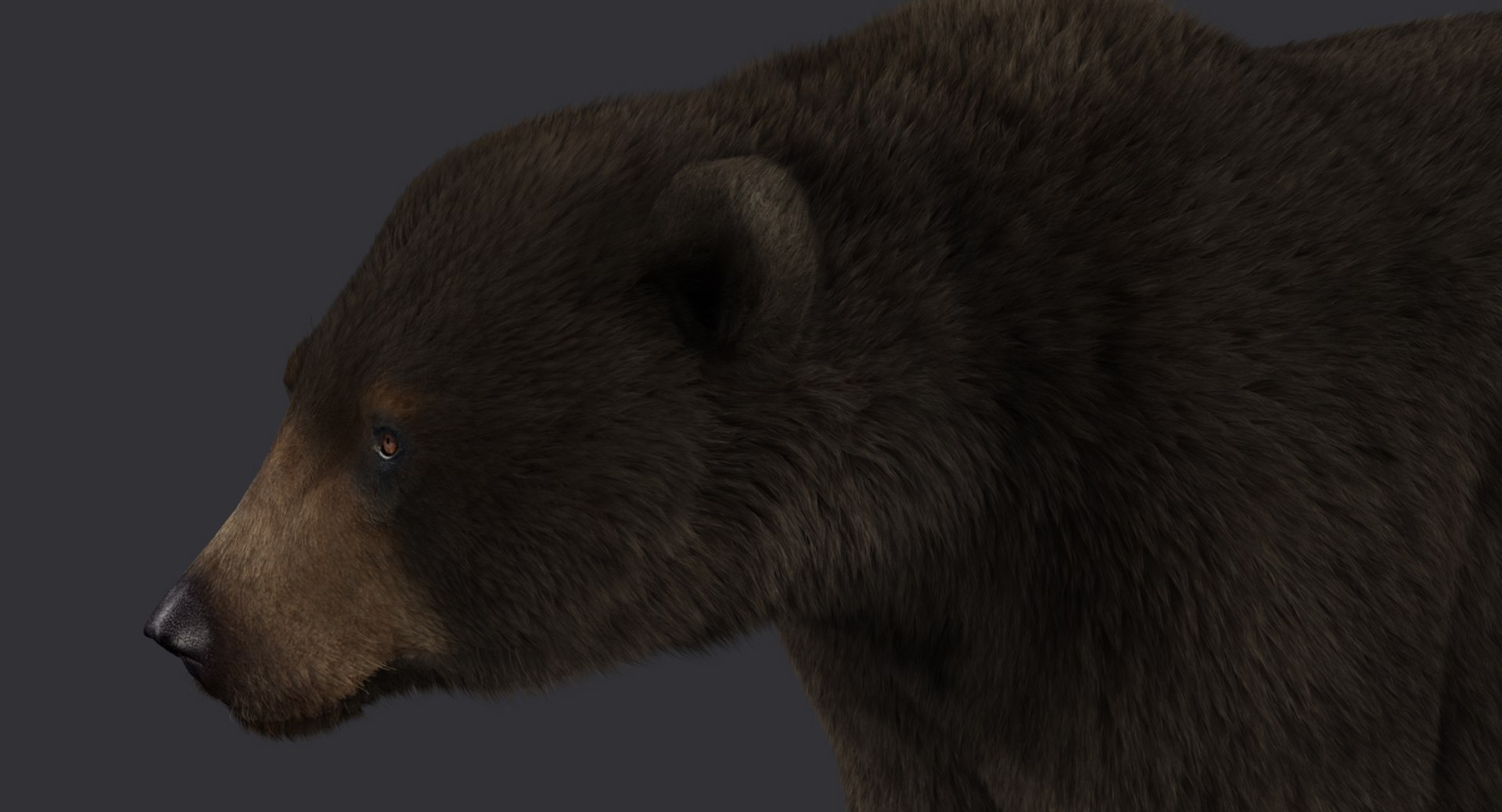 bear 2 fur animation ma