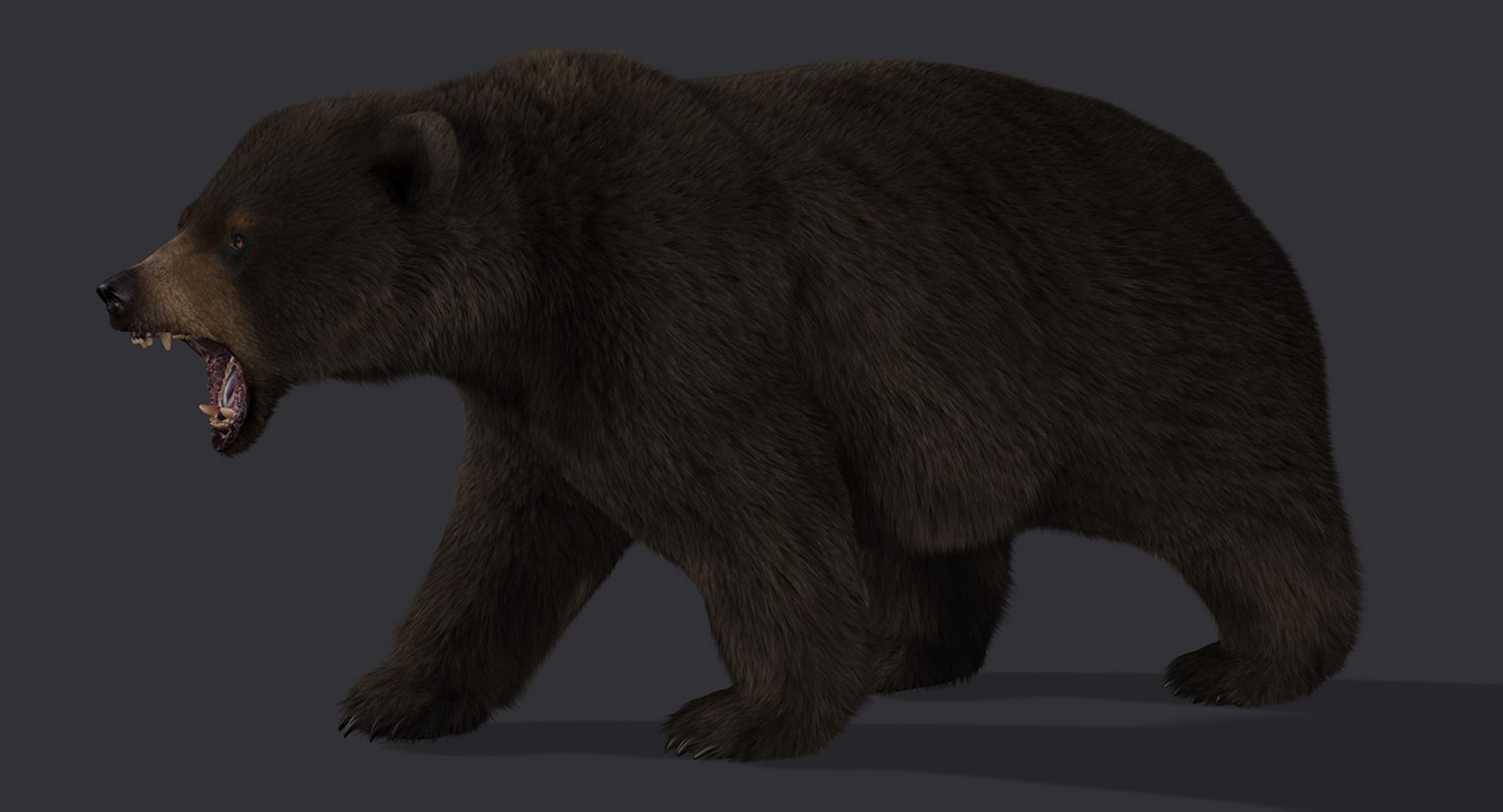Bear 2 Fur Animation Ma
