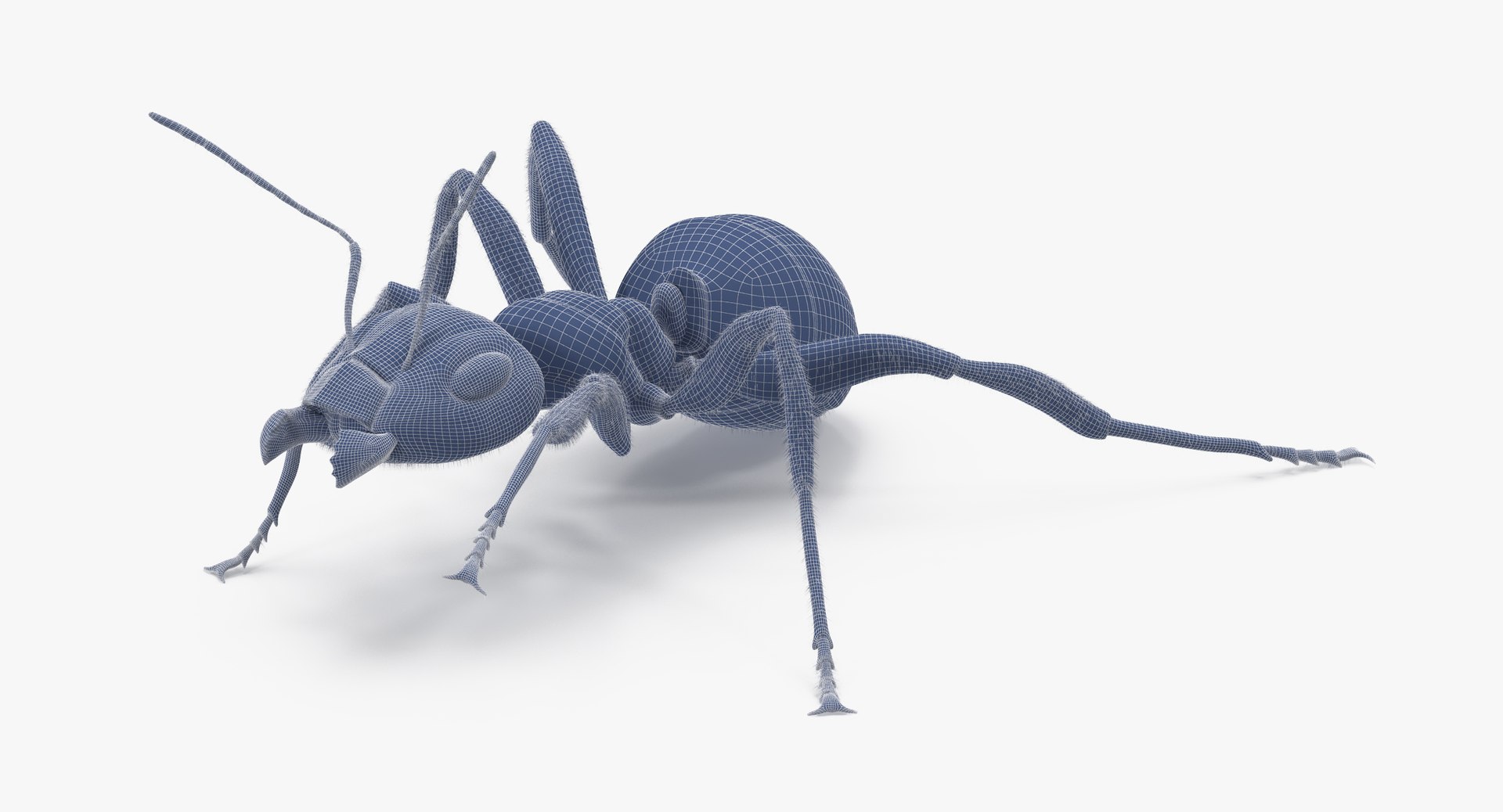 Ant 3d Max