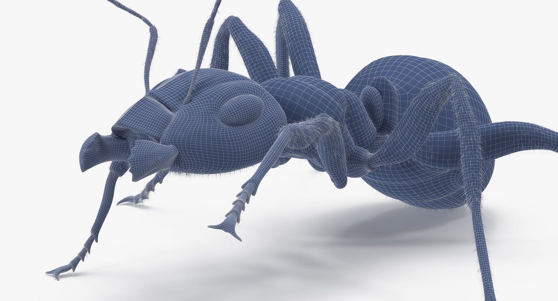 Ant 3d Max