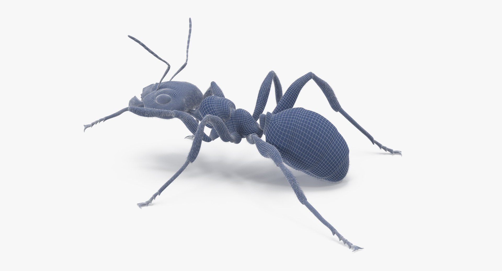 Ant 3d Max