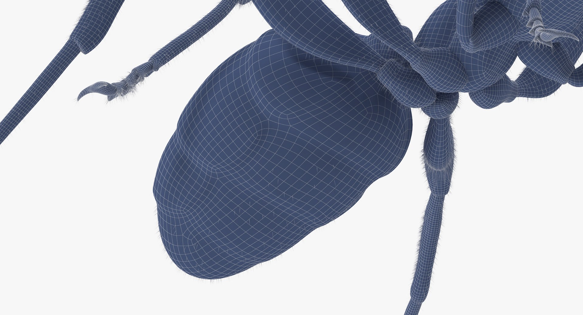 Ant 3d Max