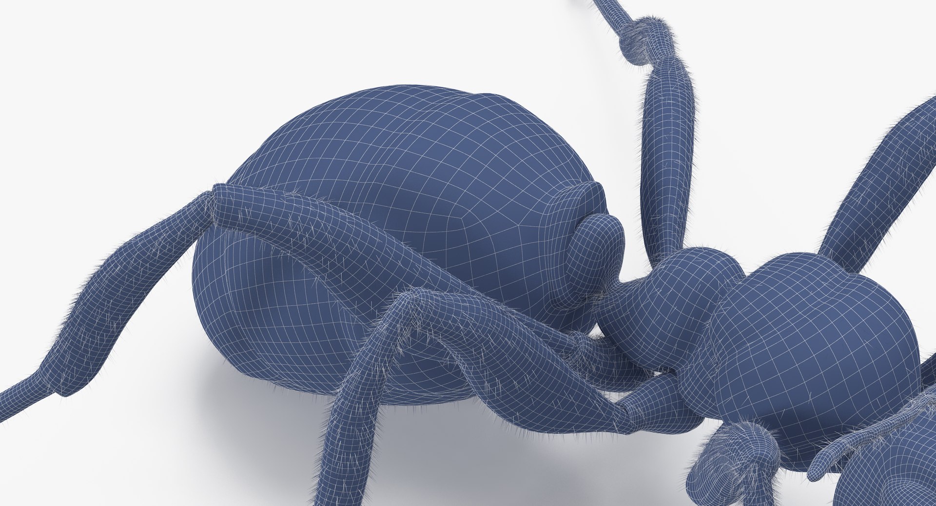 Ant 3d Max