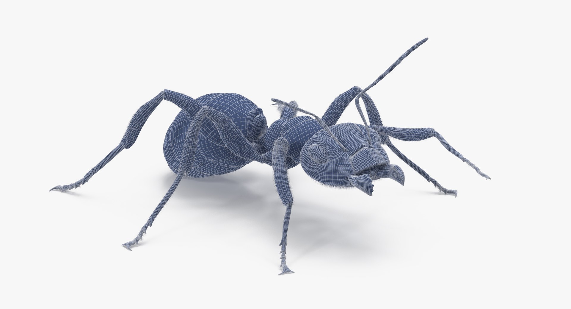 Ant 3d Max