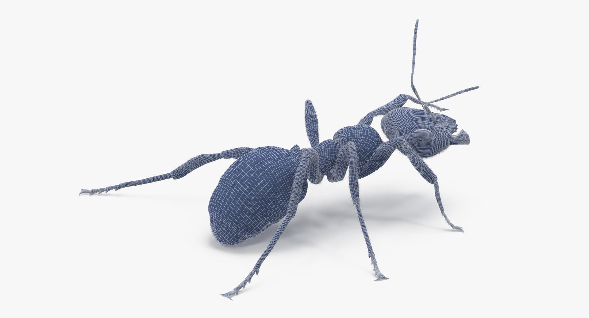 Ant 3d Max