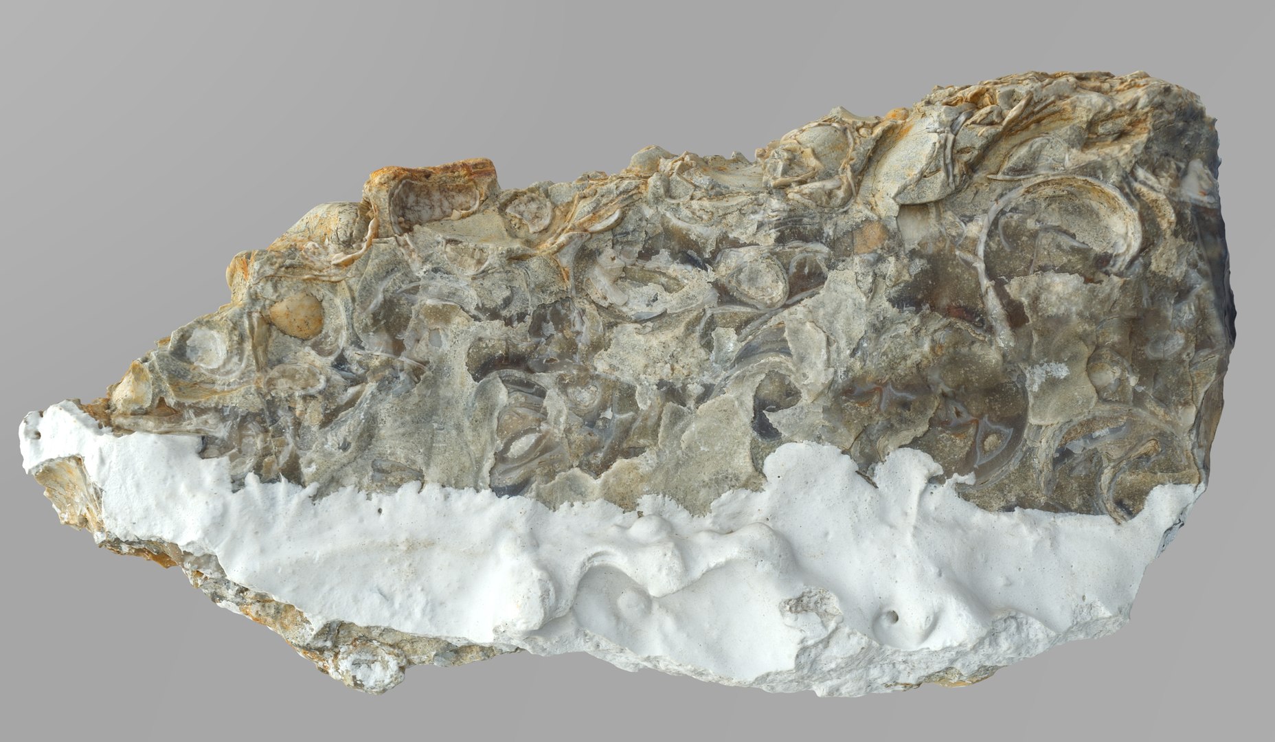 Chalcedony Metasomatite With Bivalve Molluscs Model - TurboSquid 2065528