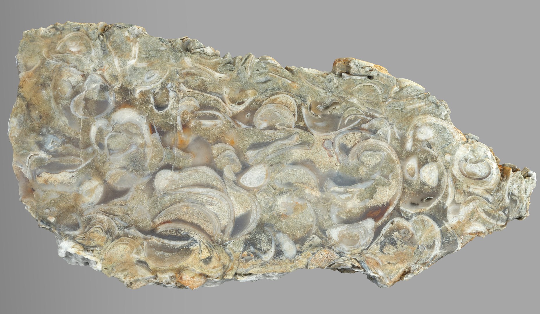 Chalcedony Metasomatite With Bivalve Molluscs Model - TurboSquid 2065528