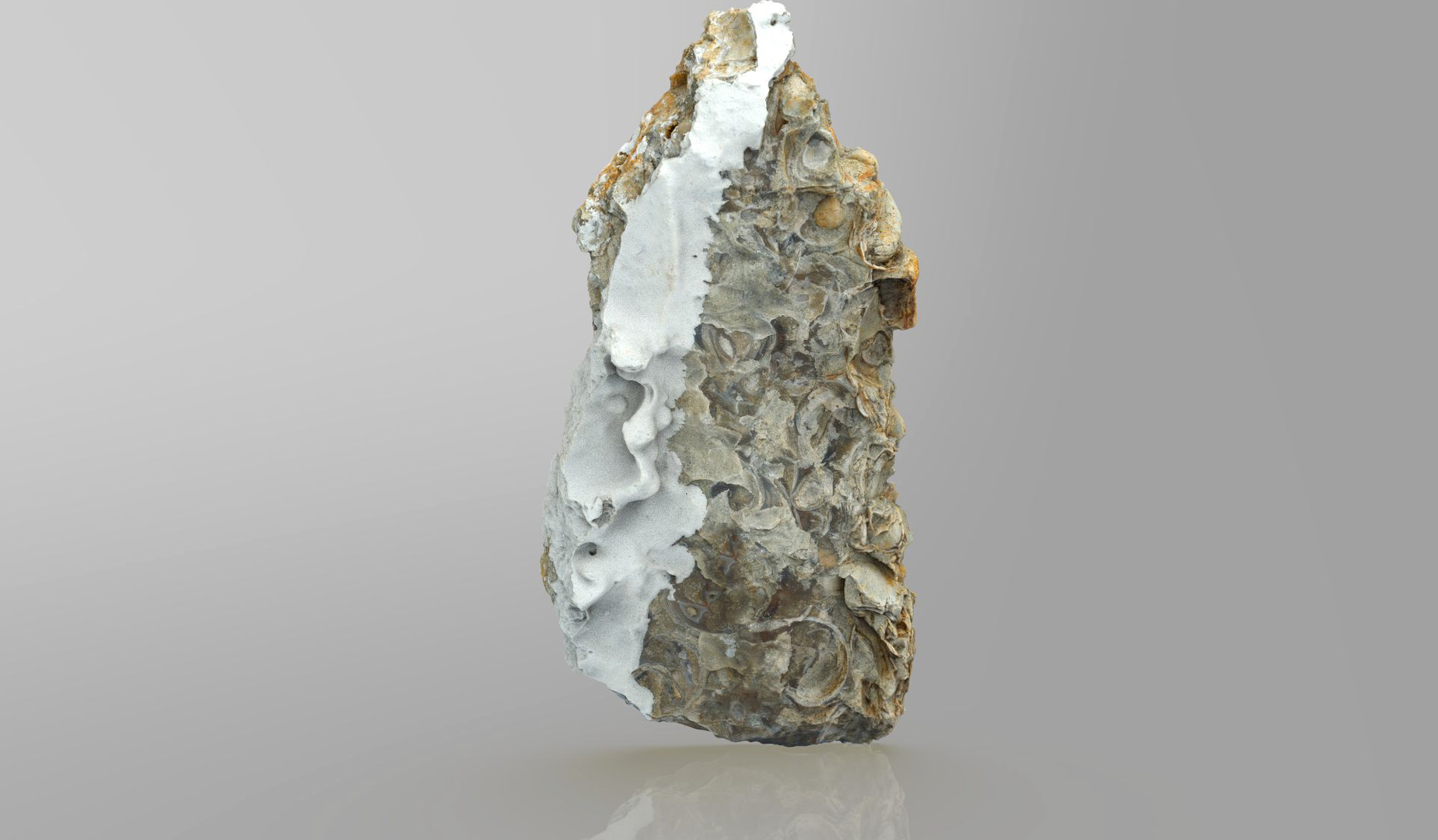 Chalcedony Metasomatite With Bivalve Molluscs Model - TurboSquid 2065528