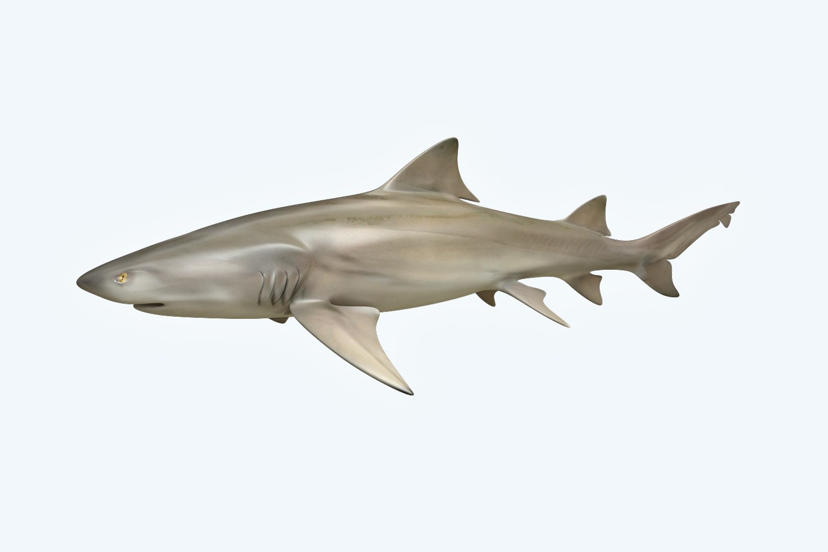 3D Model Shark Lemon - TurboSquid 1197878