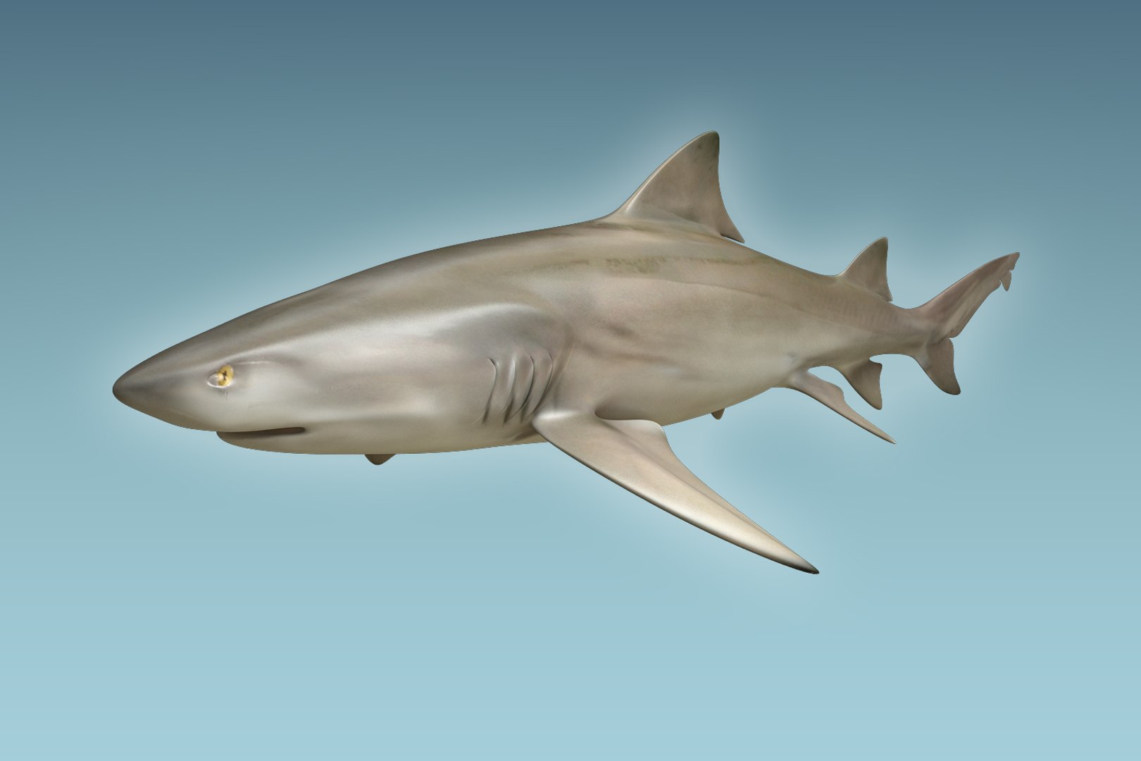 3D Model Shark Lemon - TurboSquid 1197878
