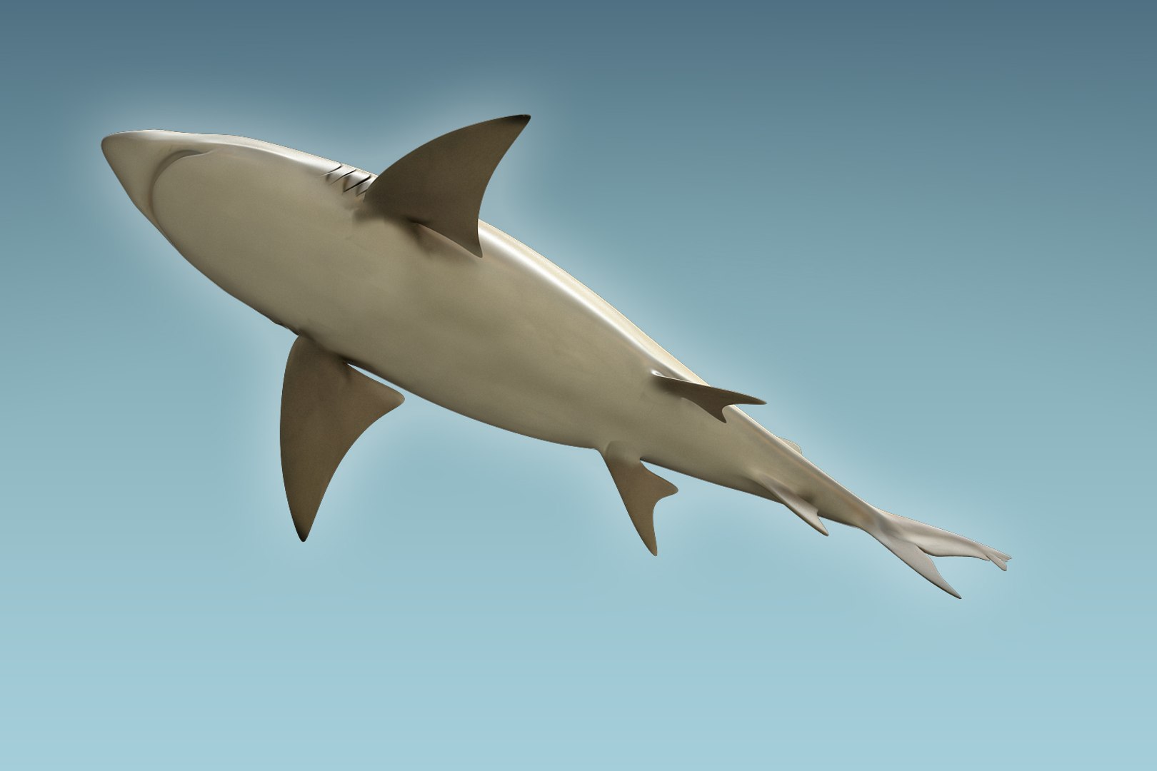 3D Model Shark Lemon - TurboSquid 1197878