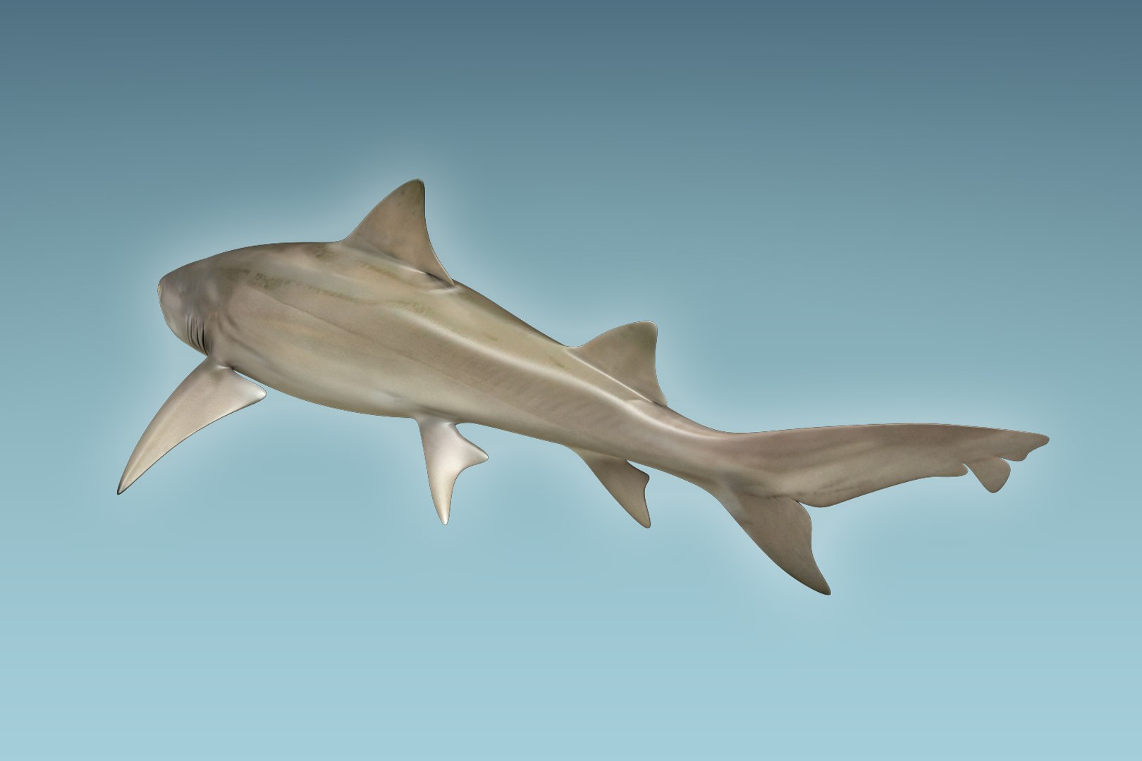 3D Model Shark Lemon - TurboSquid 1197878