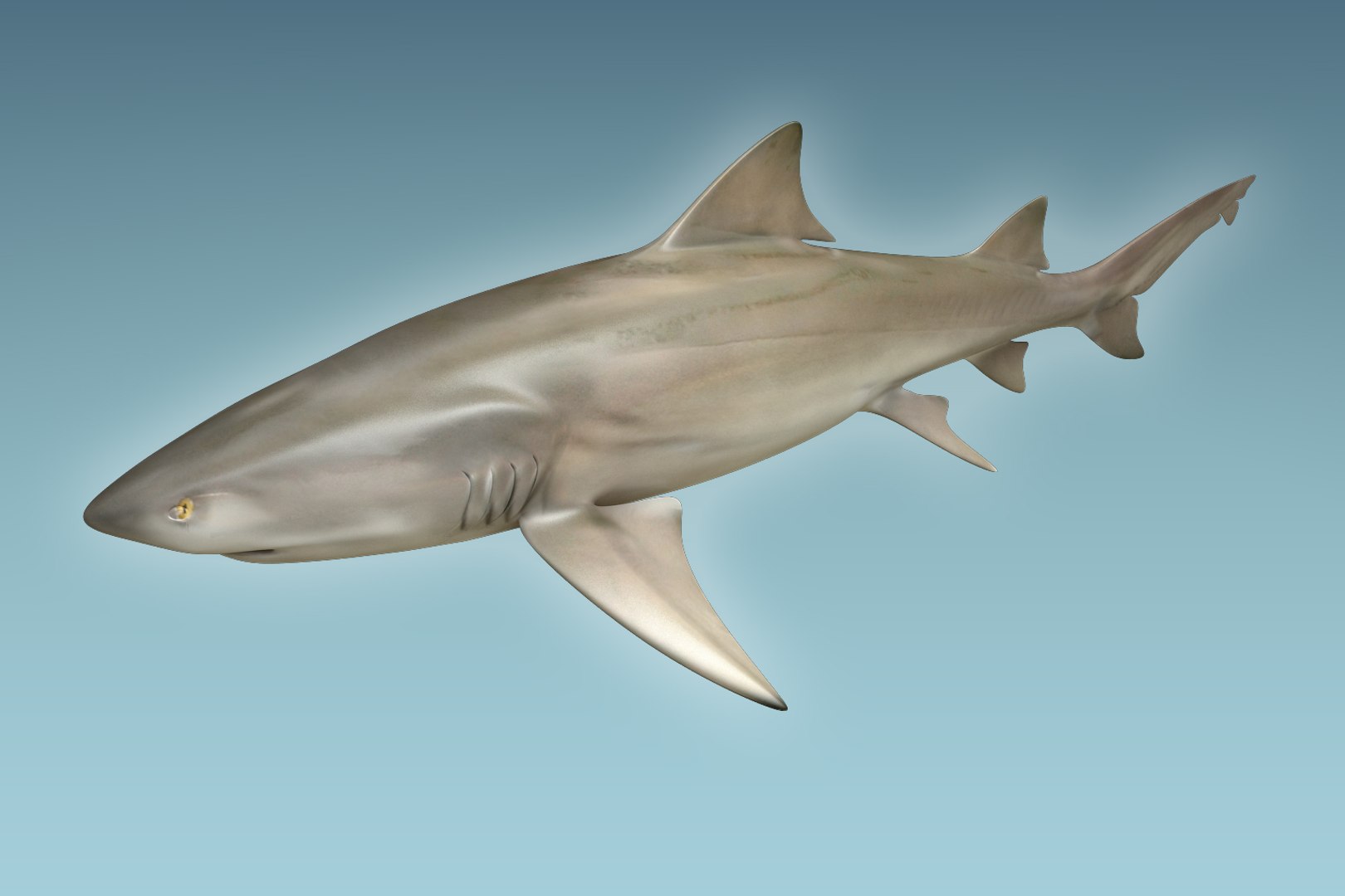 3D Model Shark Lemon - TurboSquid 1197878