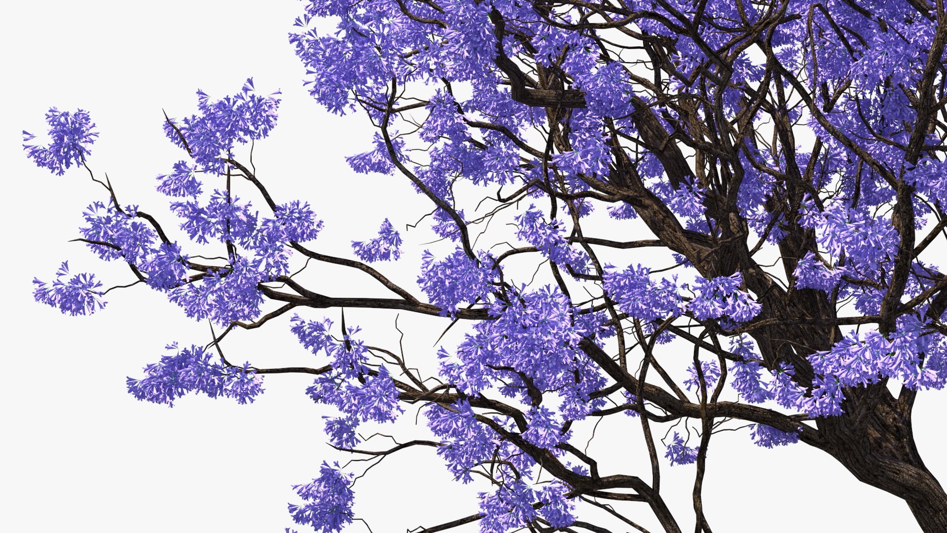 Blooming jacaranda tree leaves 3D model - TurboSquid 1498075