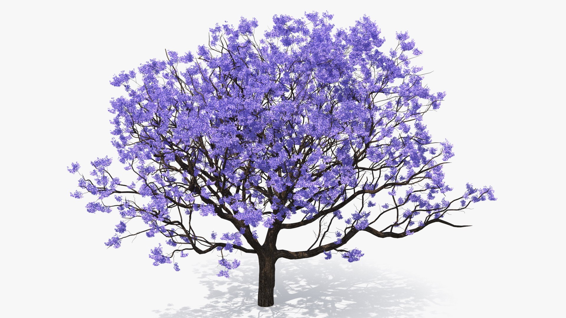 Blooming jacaranda tree leaves 3D model - TurboSquid 1498075