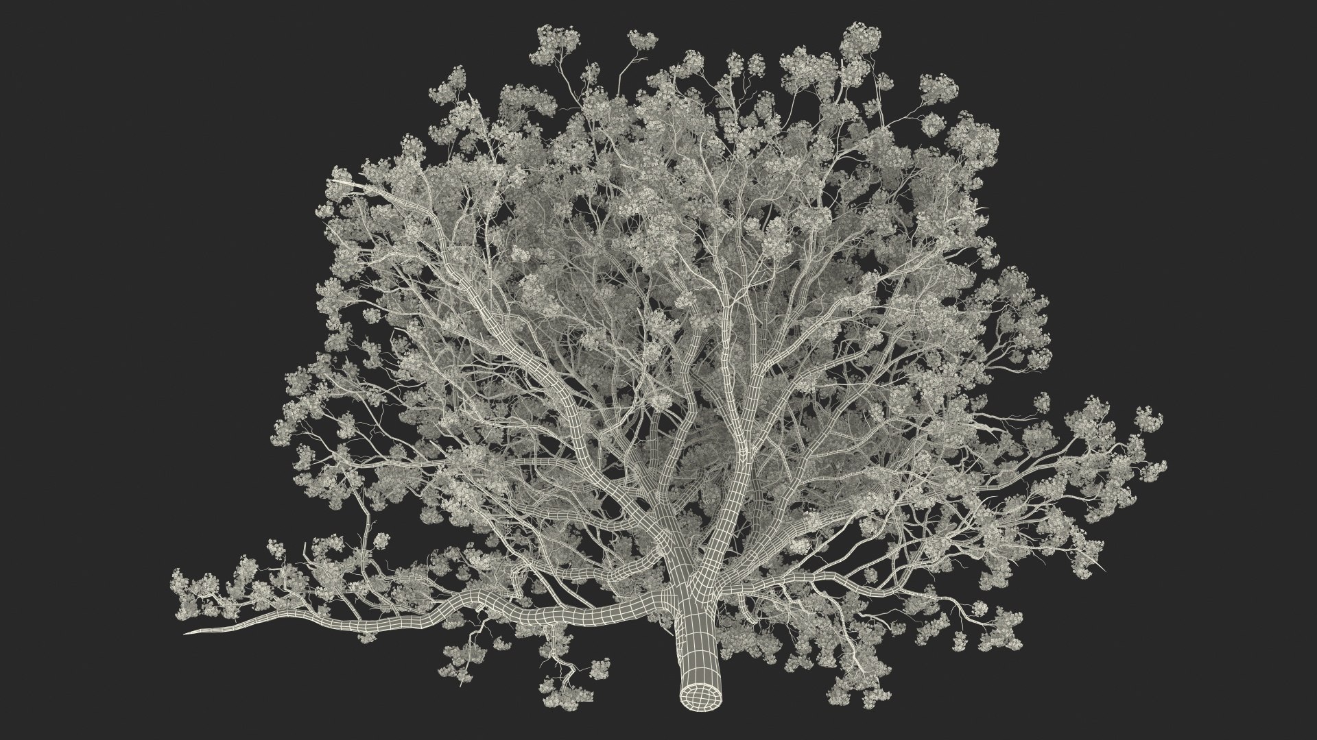 Blooming jacaranda tree leaves 3D model - TurboSquid 1498075
