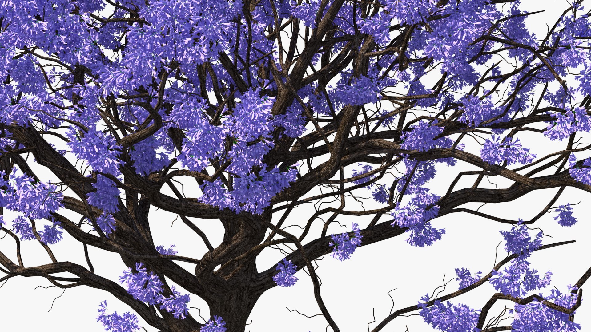 Blooming jacaranda tree leaves 3D model - TurboSquid 1498075