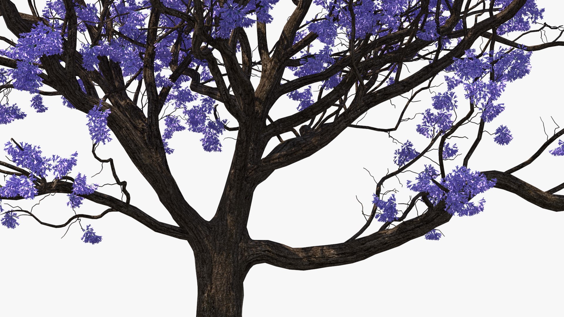 Blooming jacaranda tree leaves 3D model - TurboSquid 1498075