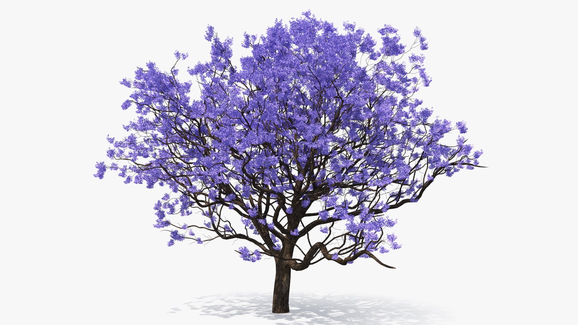 Blooming jacaranda tree leaves 3D model - TurboSquid 1498075