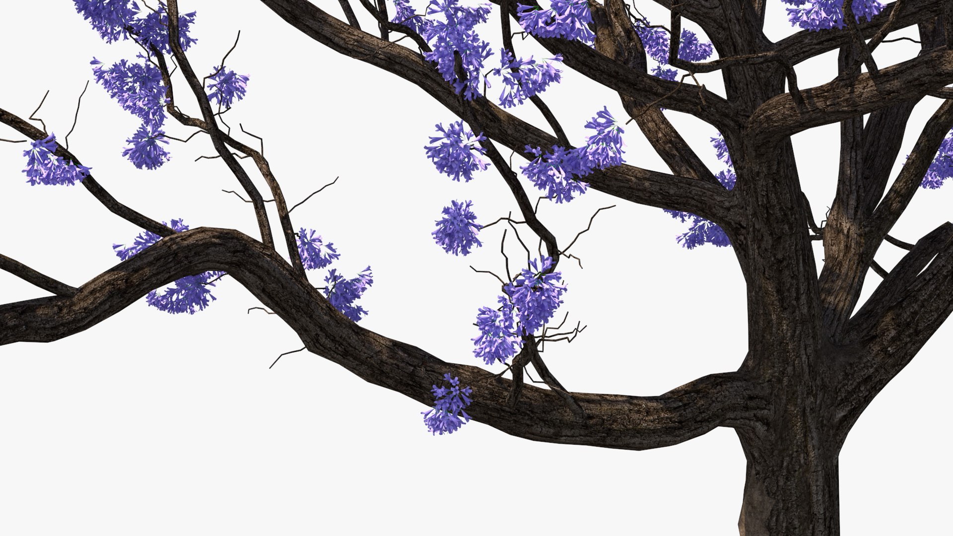 Blooming jacaranda tree leaves 3D model - TurboSquid 1498075
