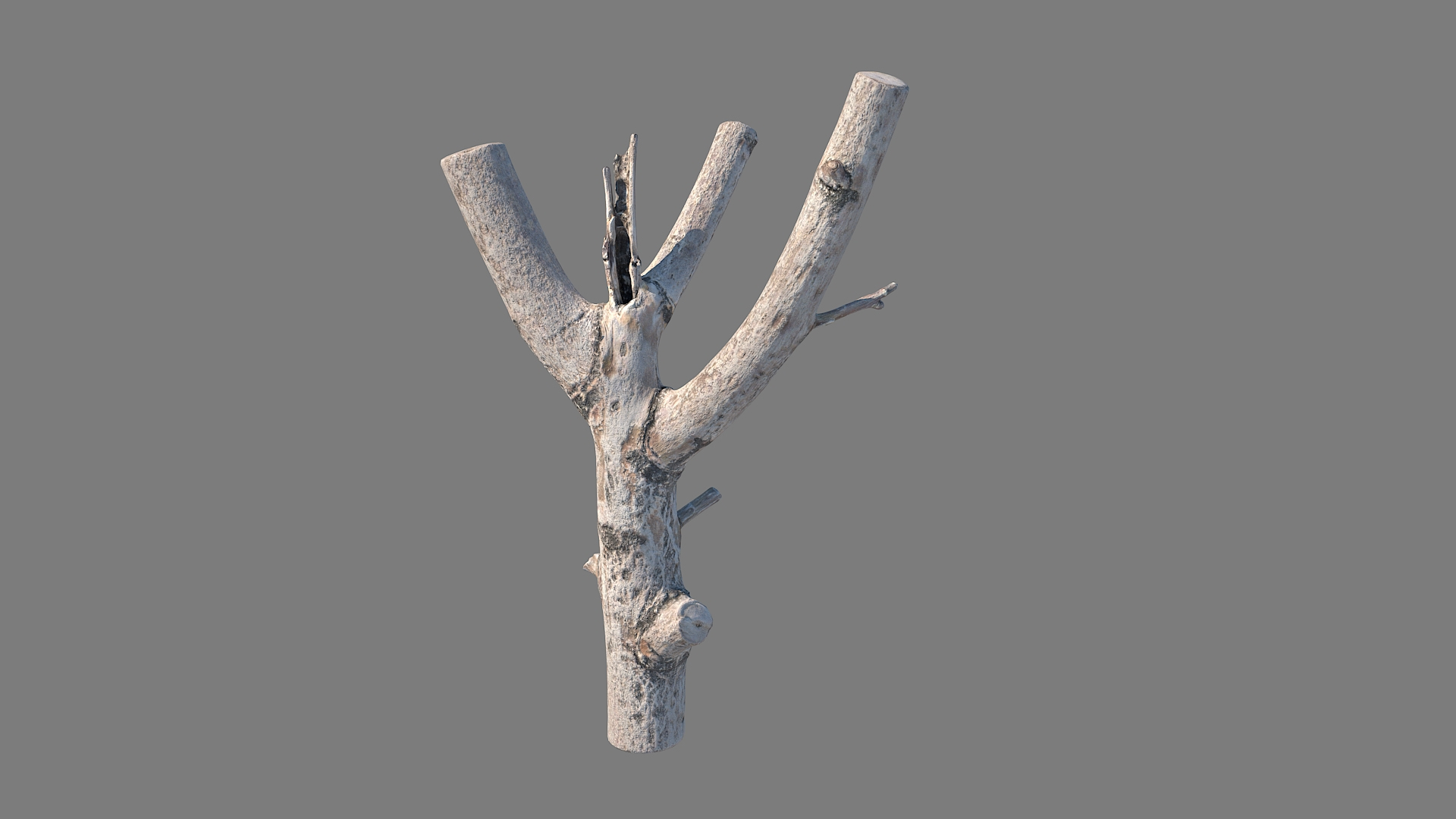 Twig Scanned 03 3D Model - TurboSquid 2088936
