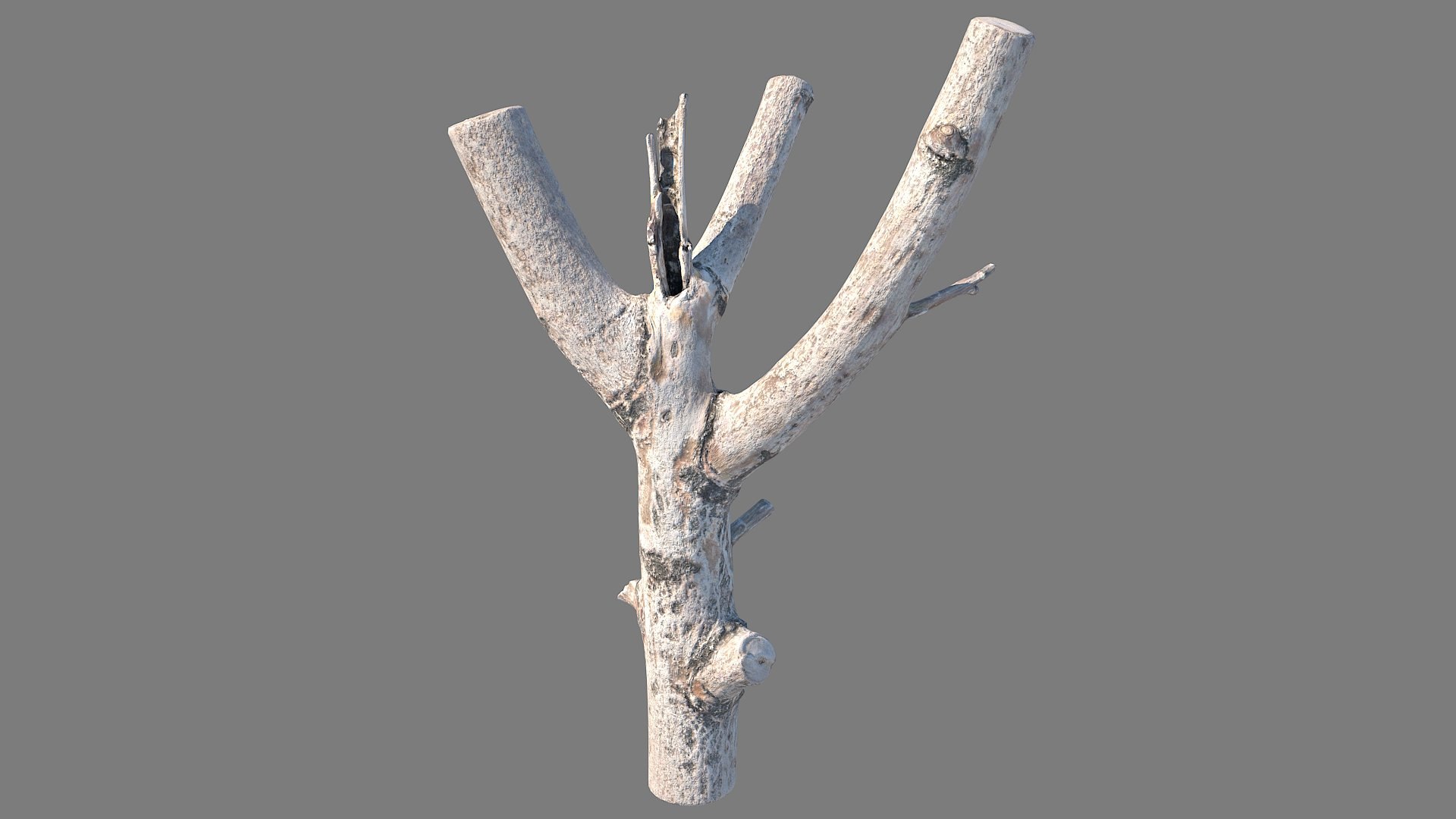 Twig Scanned 03 3D Model - TurboSquid 2088936