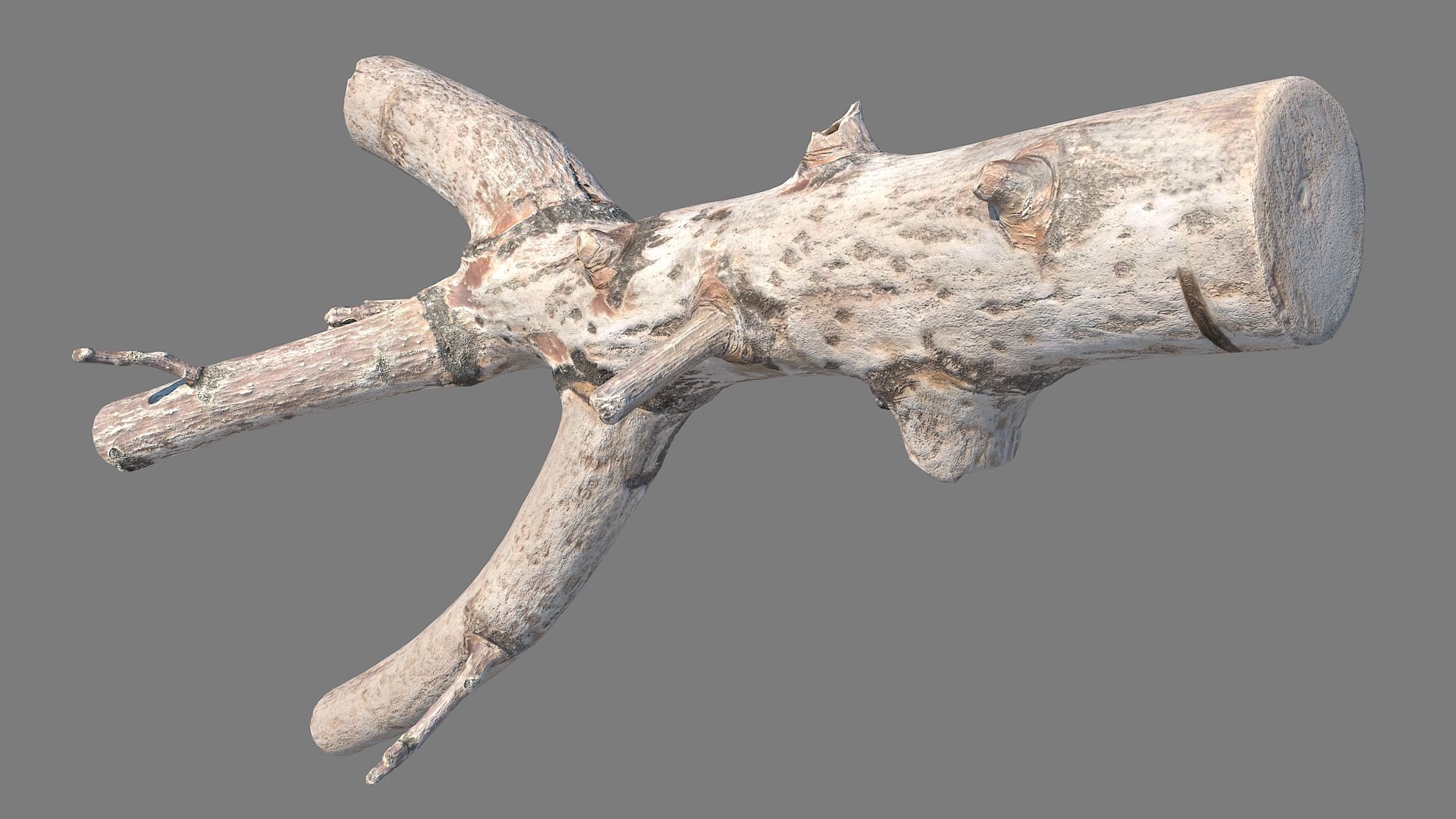 Twig Scanned 03 3D Model - TurboSquid 2088936