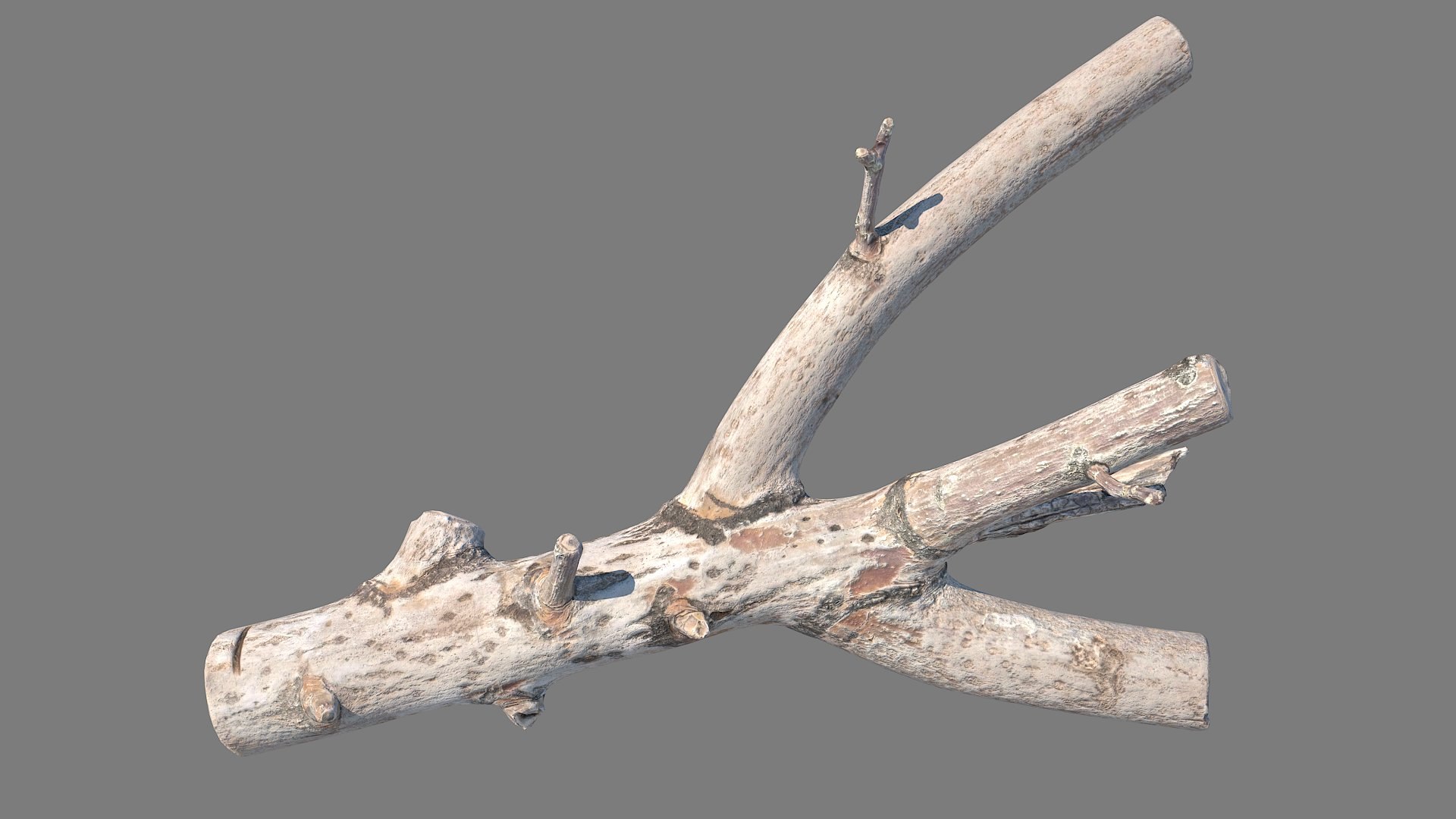 Twig Scanned 03 3D Model - TurboSquid 2088936