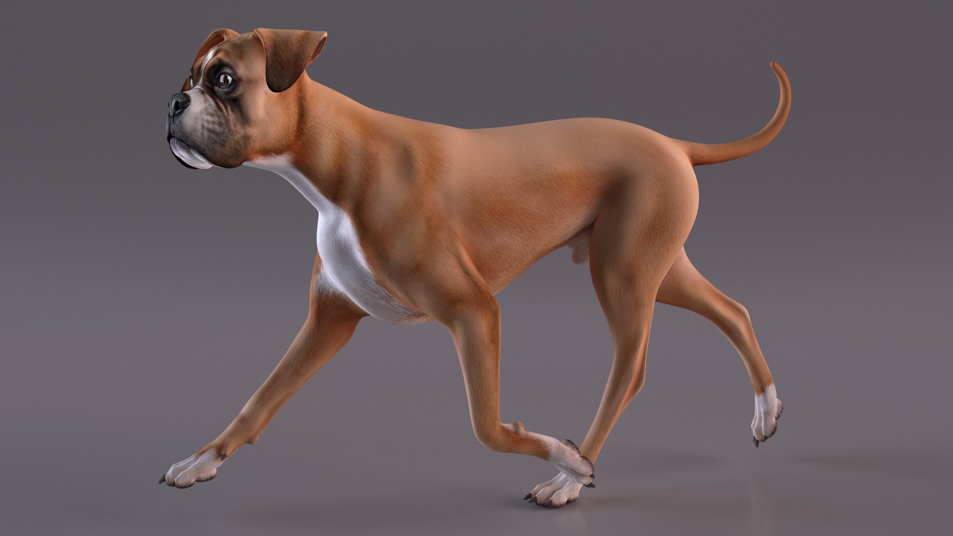 Running Dog Boxer 3D Model - TurboSquid 2250724