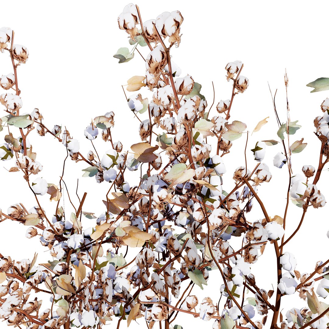 3D Realistic Cotton Plant Model - TurboSquid 2325980