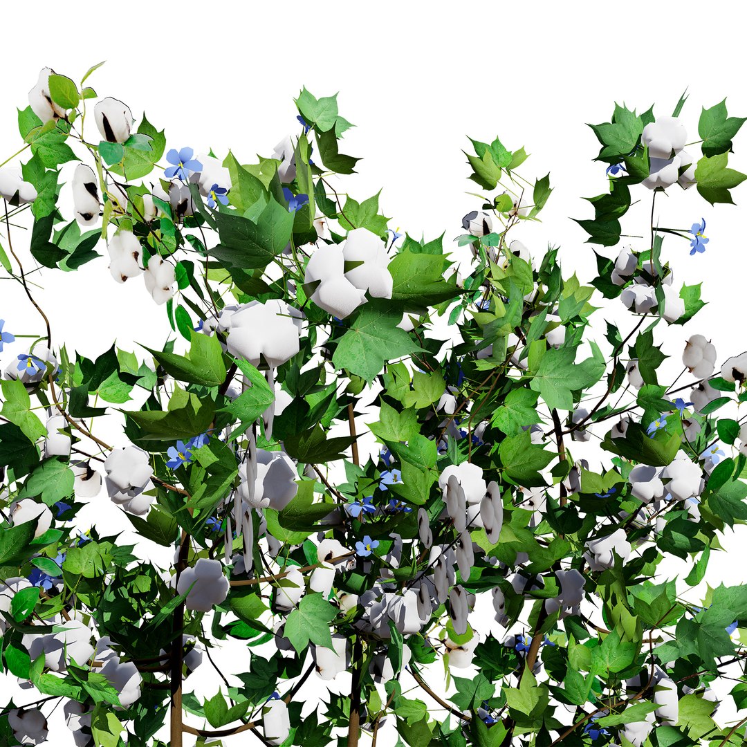 3D Realistic Cotton Plant Model - TurboSquid 2325980