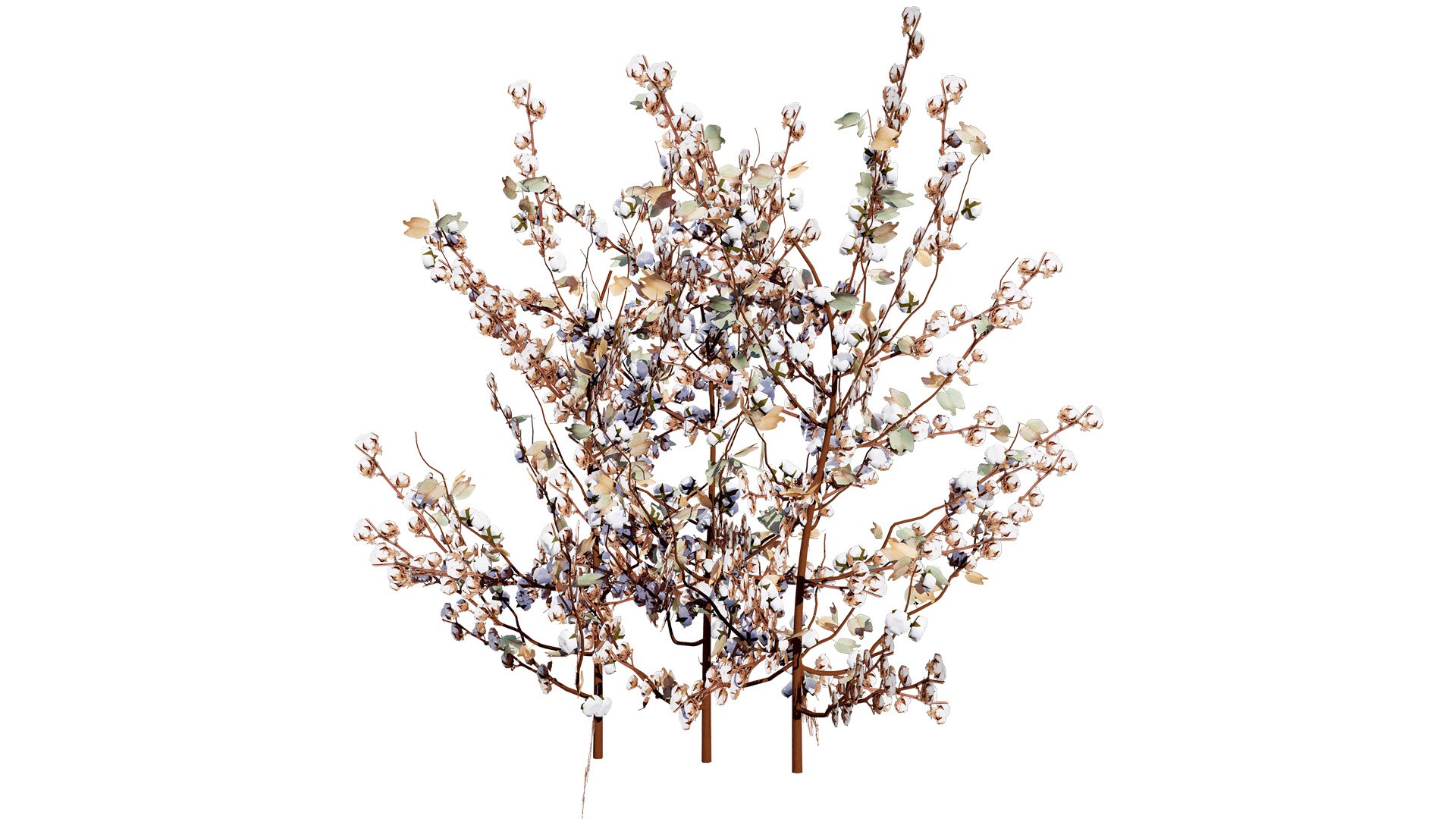 3D Realistic Cotton Plant Model - TurboSquid 2325980